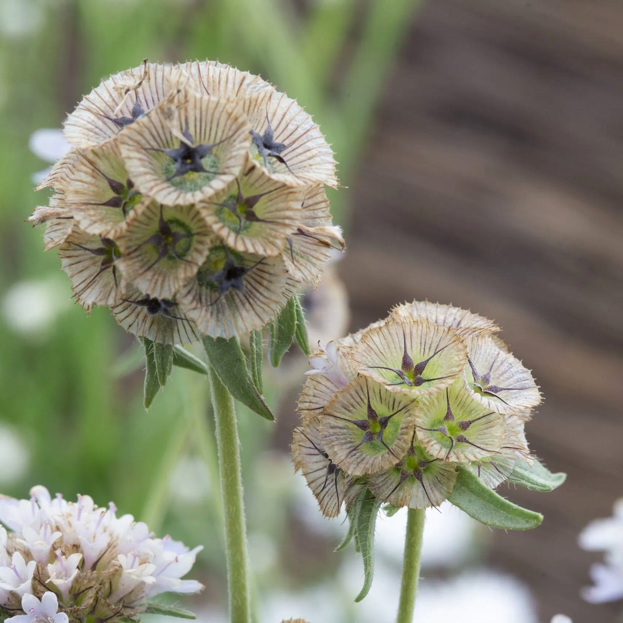 Scabiosa Paper Moon Fontana Seeds