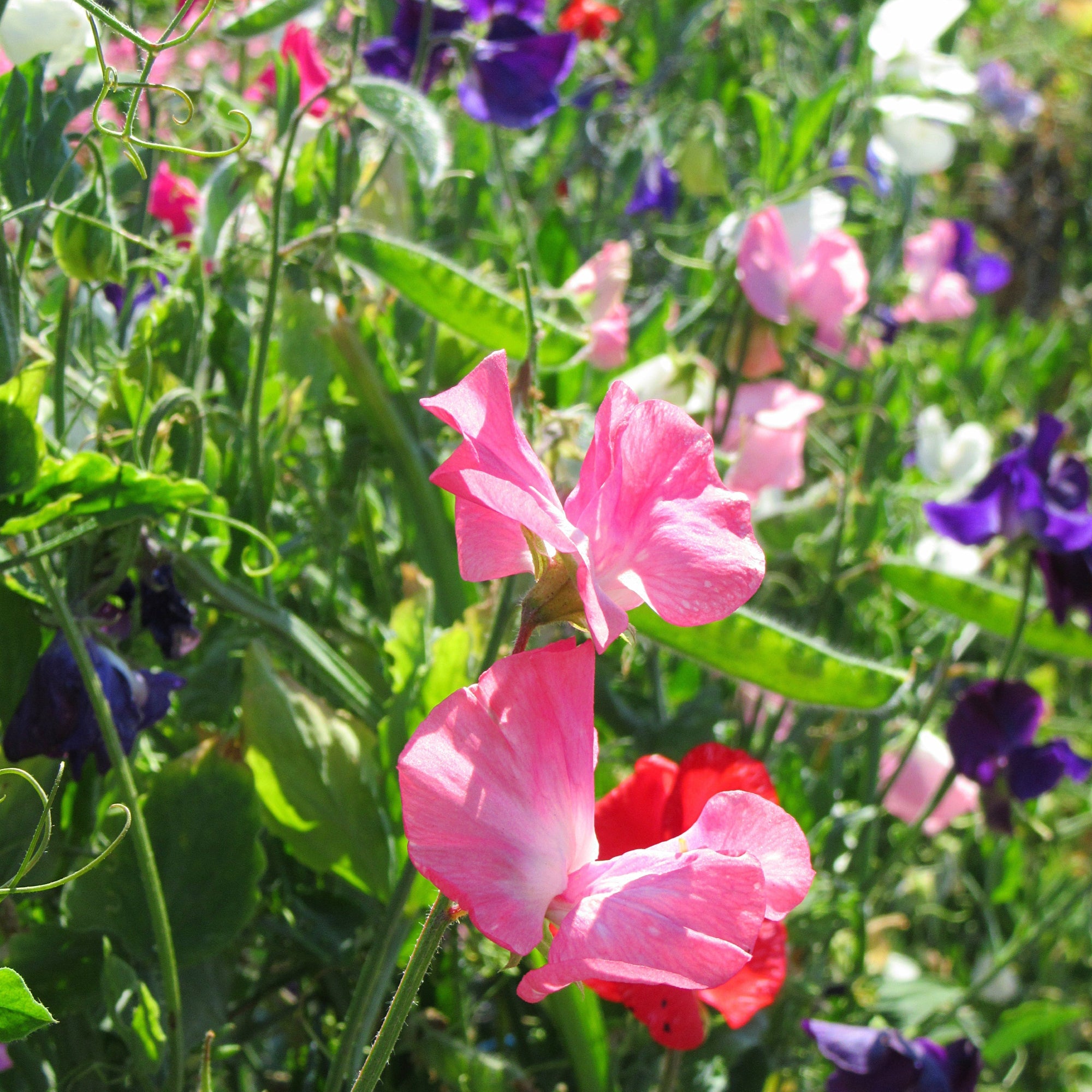 What are the easiest flowers to grow from Seed? – Fontana Seeds