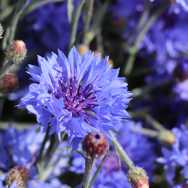 Blue Cornflower Cornflower Seeds Suffolk | Christinas