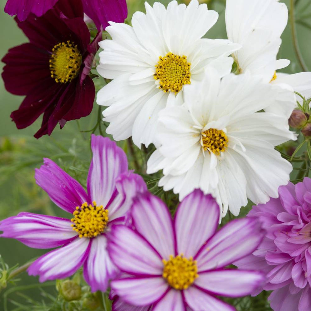 Cosmos Bipinnatus Mix - Cosmos Seeds | Fontana Seeds
