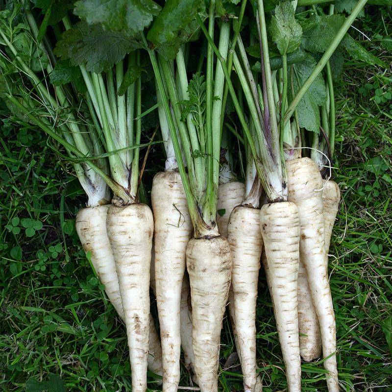 Organic Parsnip ‘Tender and True’ Seeds | Fontana Seeds