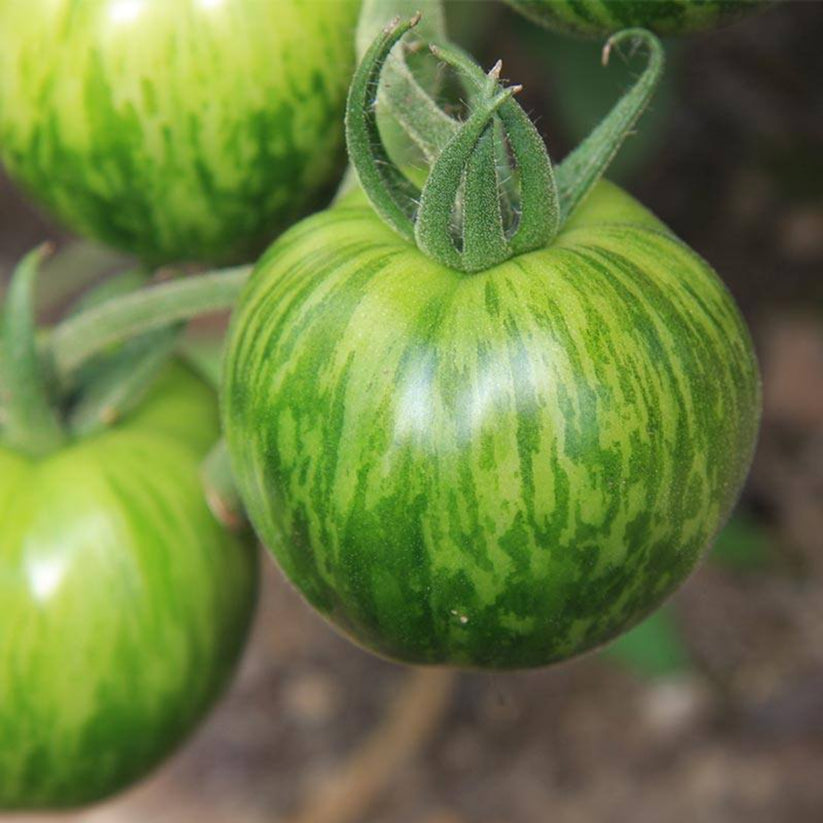 Organic Tomato Green Zebra | Grow Bio Tomatoes from Seed | Fontana Seeds