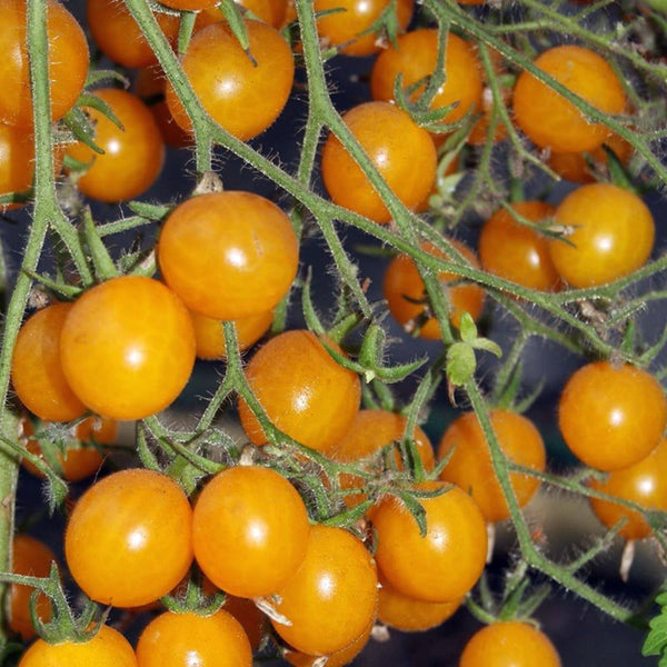 Organic Cherry Tomato Yellow Clementine | FontanaSeeds – Fontana Seeds