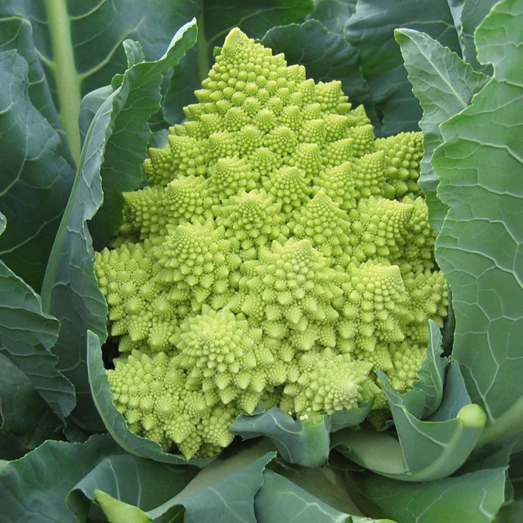Organic Romanesco Veronica Seeds | Fontana Seeds