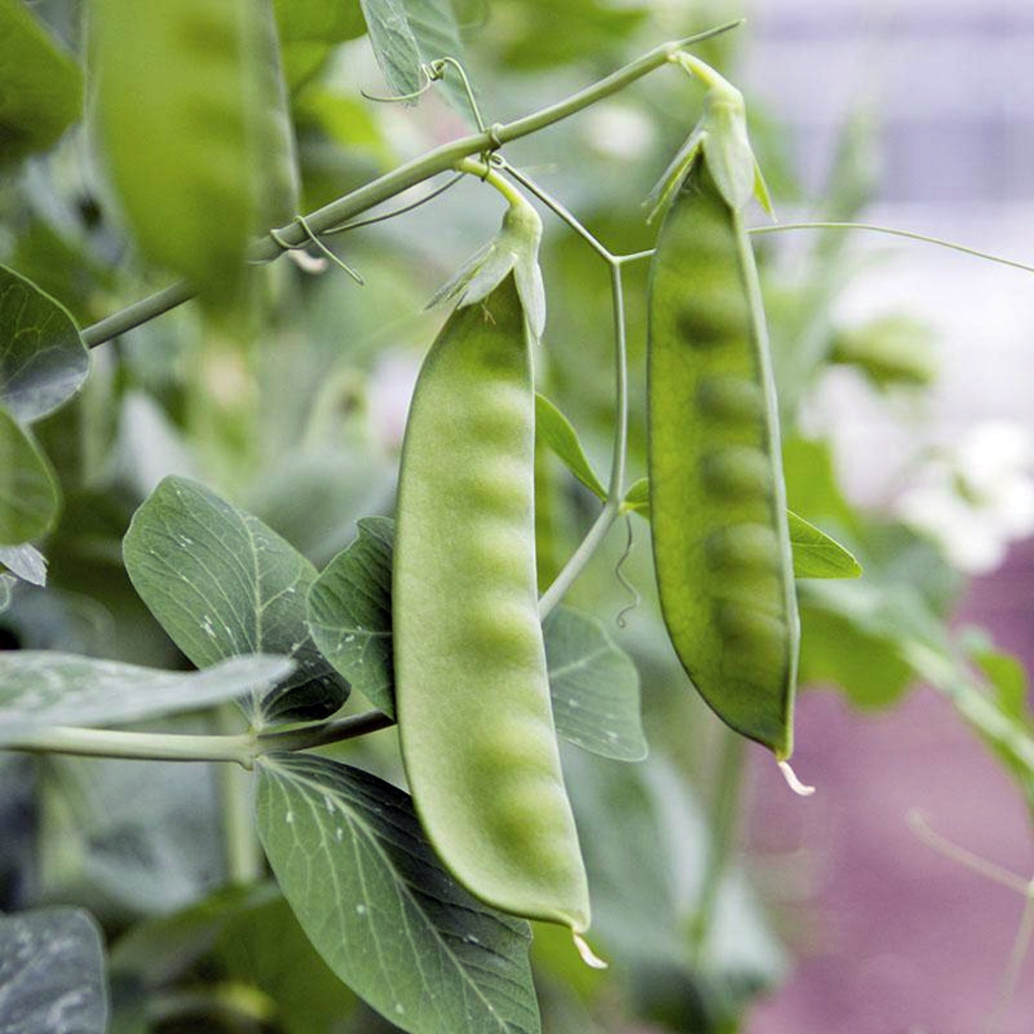 Organic Snow Pea Sweet Horizon Seeds | Fontana Seeds