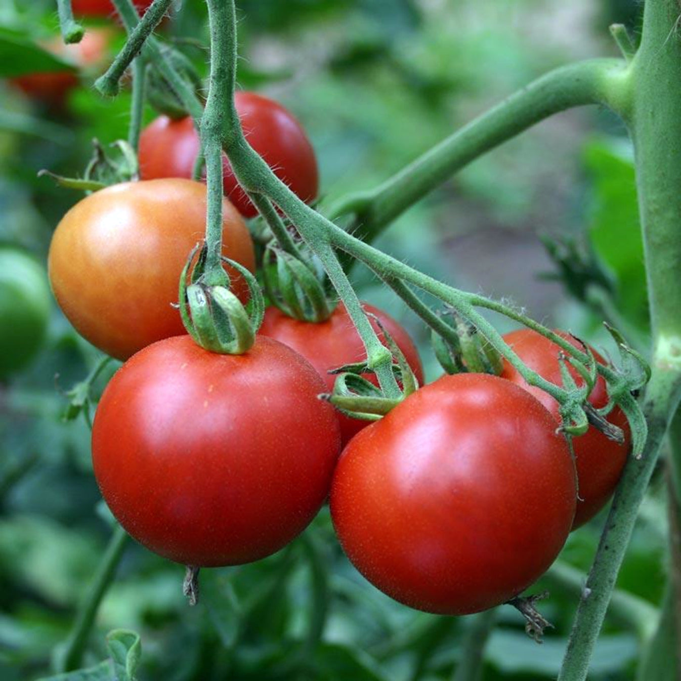 Organic Tomato Matina | Grow Bio Tomatoes from Seed | Fontana Seeds