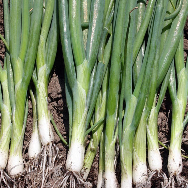 Organic Welsh Onion Ishikura Long White Seeds | Fontana Seeds