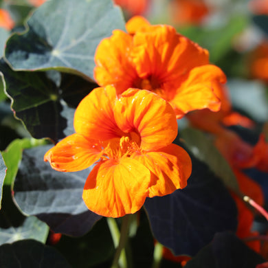 Flower Seeds | Buy flower seeds | Fontana Seeds