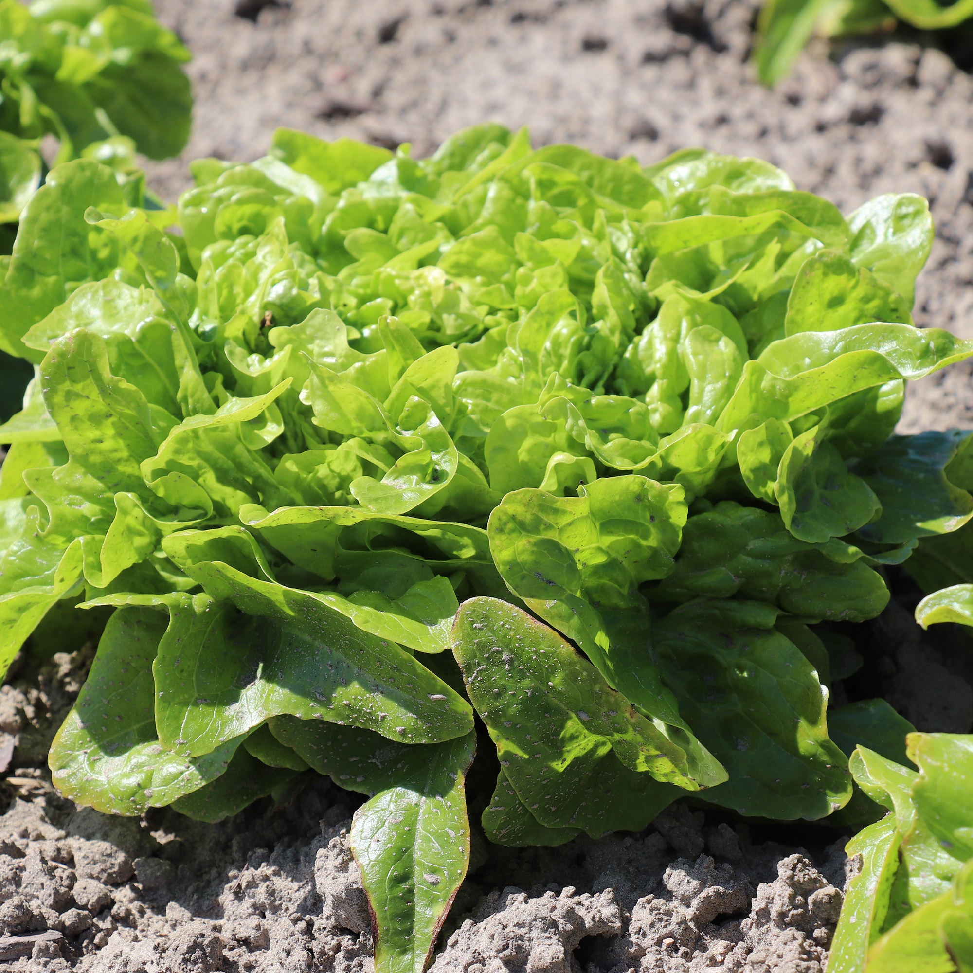 Oak Leaf Lettuce