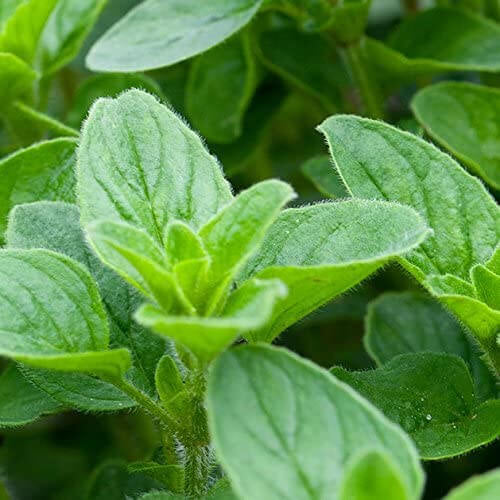 Italian Oregano Leaves