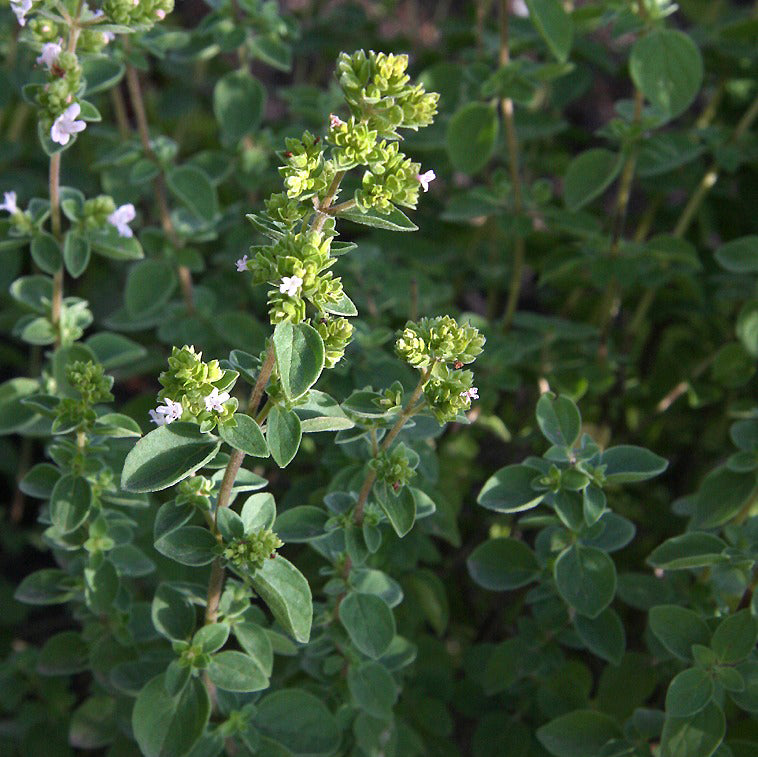 Italian Oregano Plant